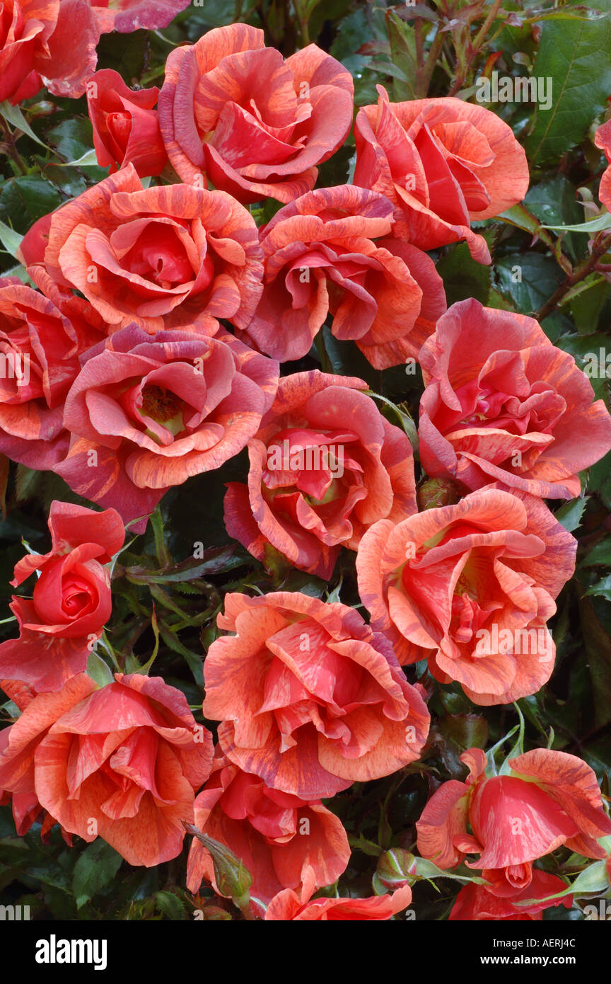 Tawny red colour hi-res stock photography and images - Alamy