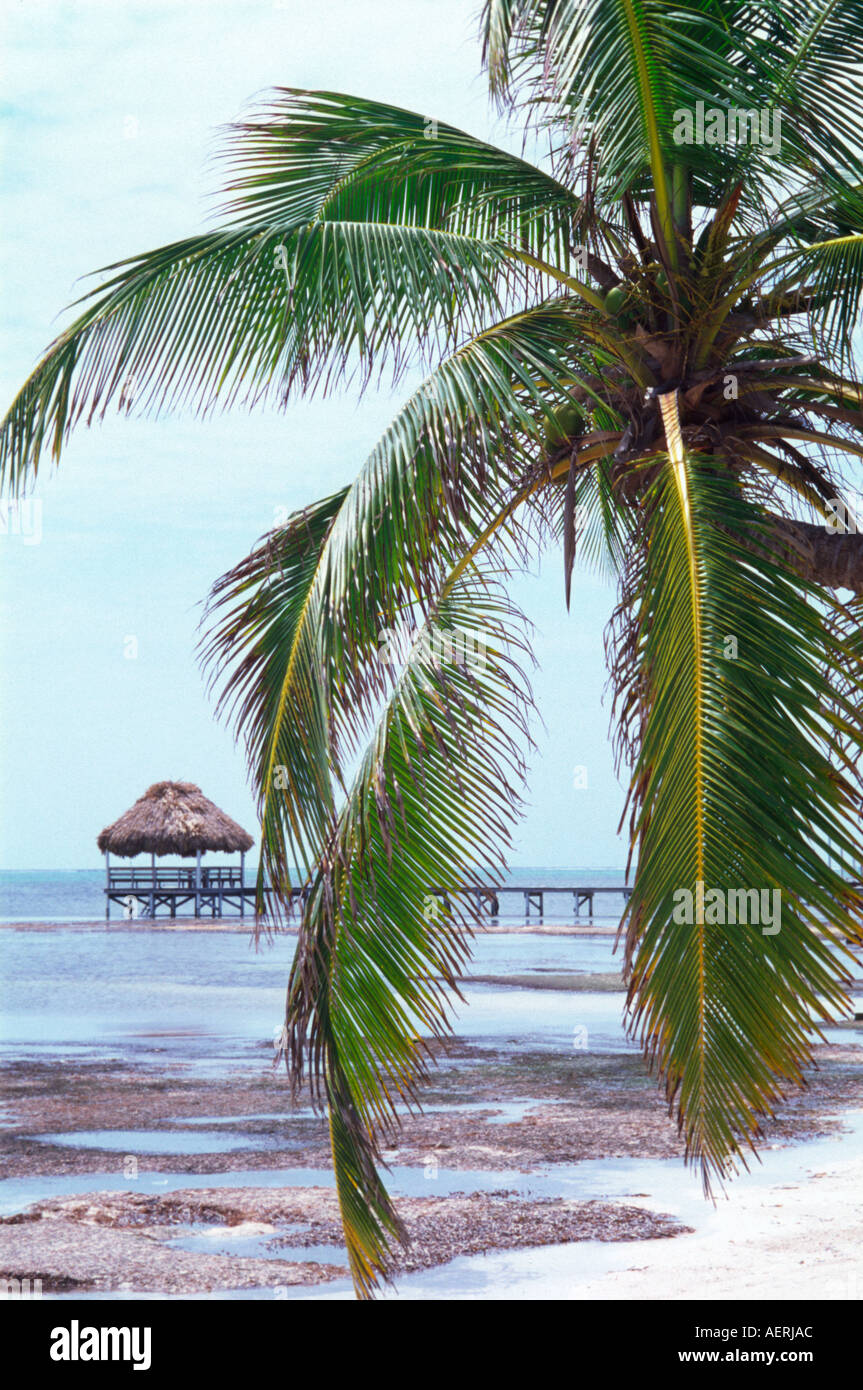 palapa and palm tree Stock Photo - Alamy