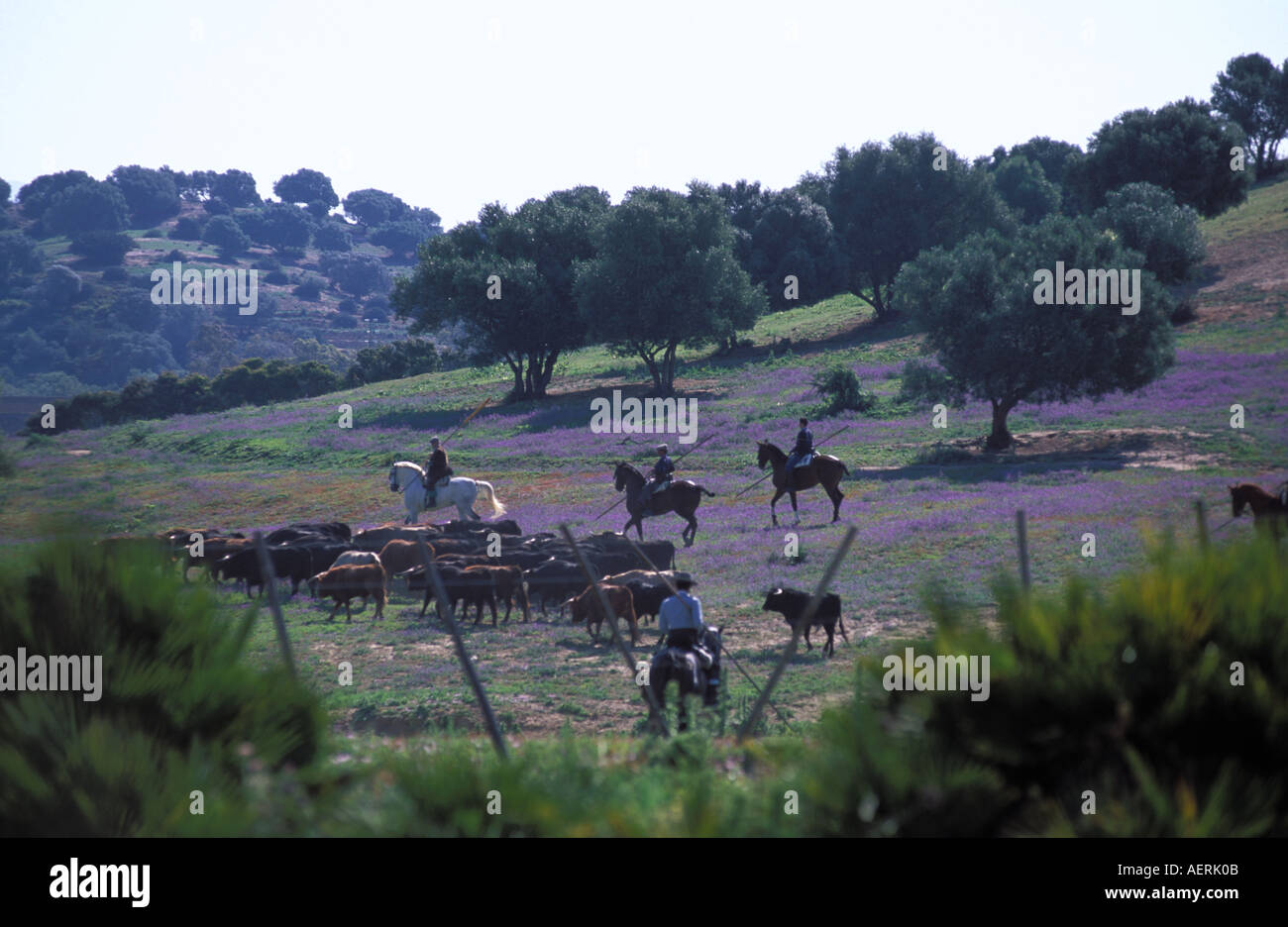 Spanish cowboys hi-res stock photography and images - Alamy