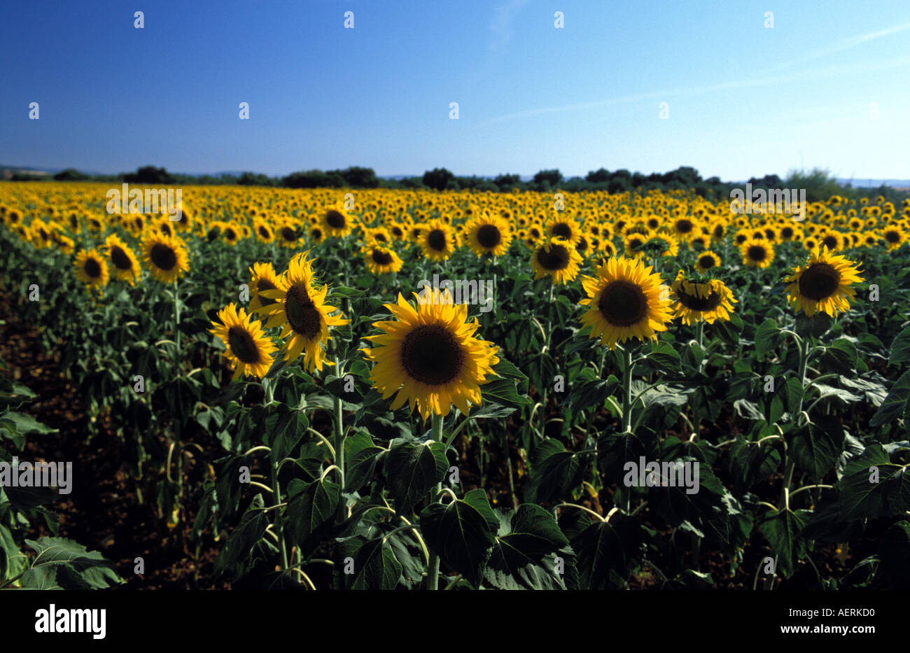 Farmland sunflower field hi-res stock photography and images - Alamy