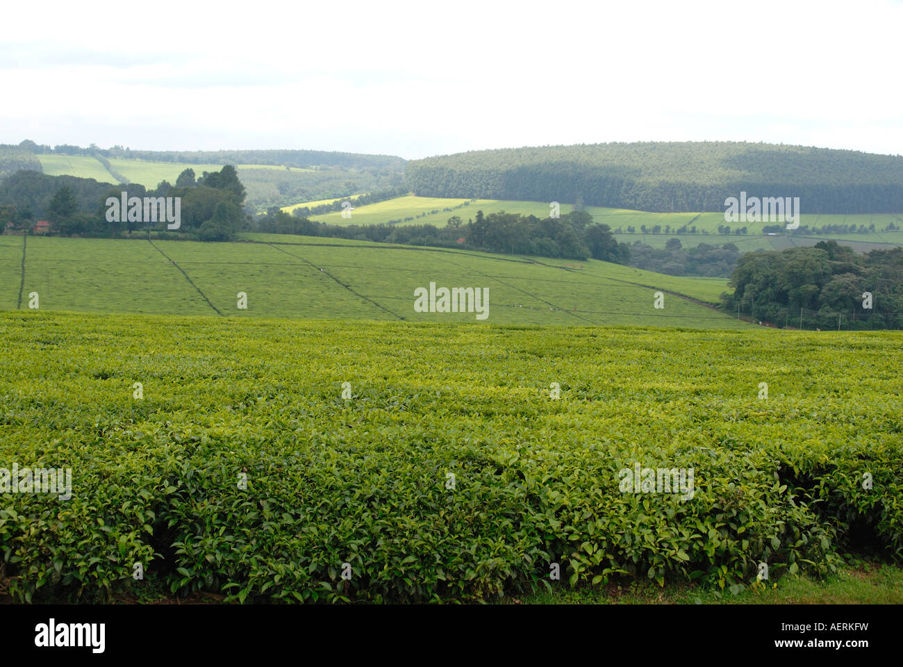 Beautiful well kept tea estates near Kericho in western Kenya East ...
