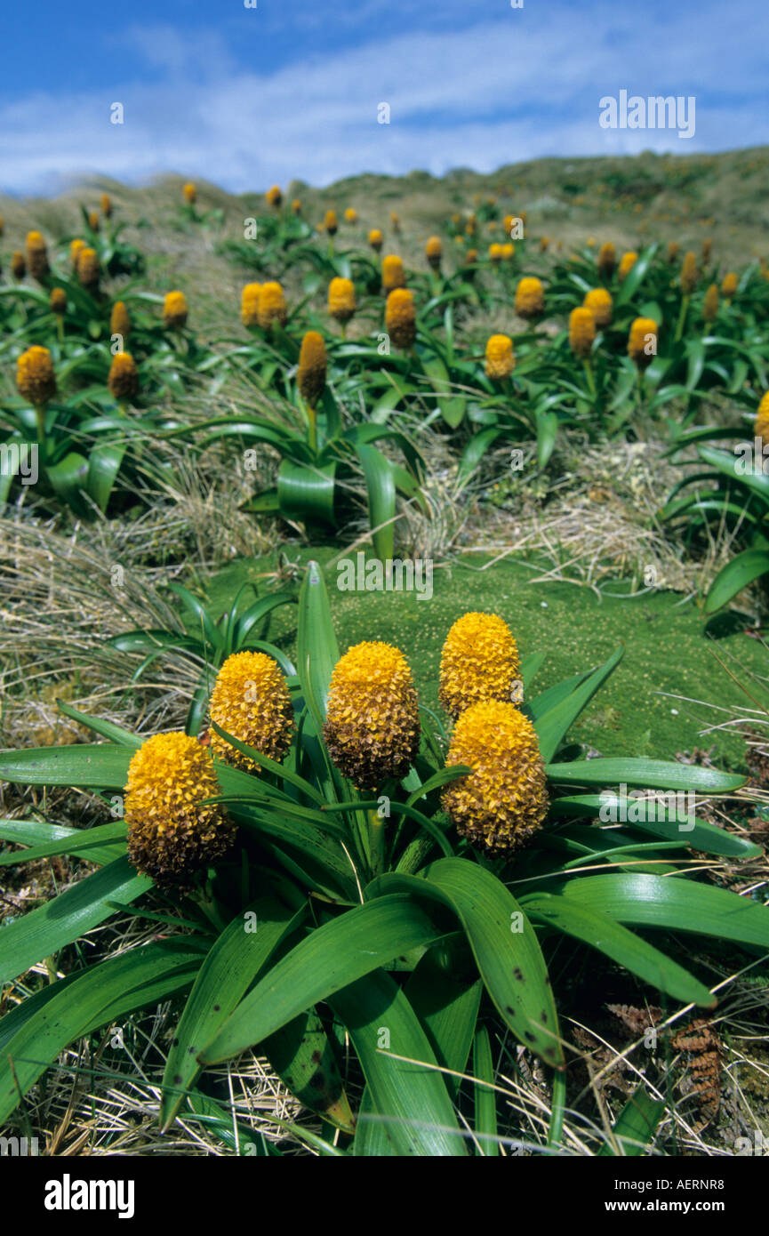Megaherbs campbell island new zealand hi-res stock photography and ...