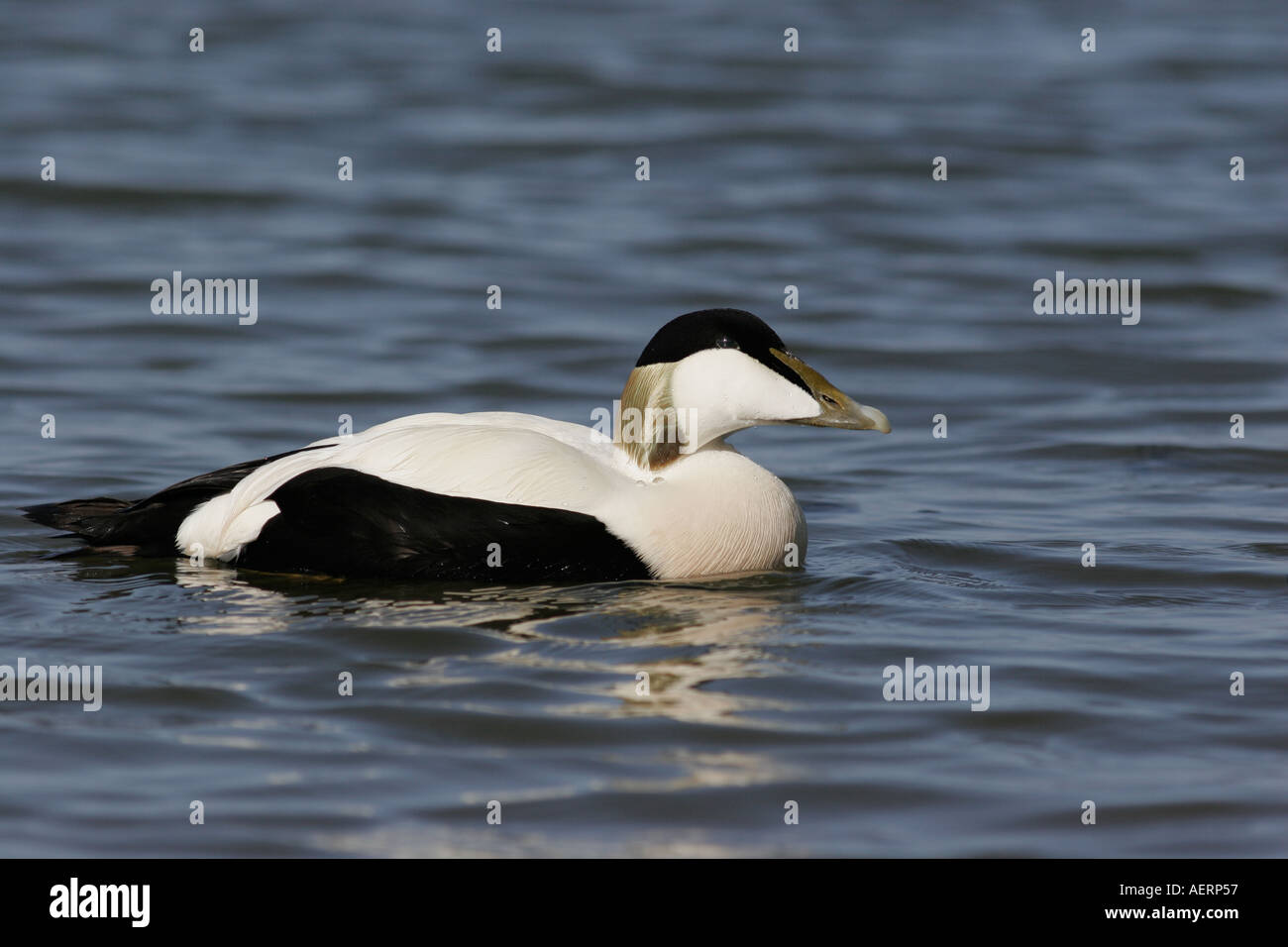 Sea duck seahouses hi-res stock photography and images - Alamy