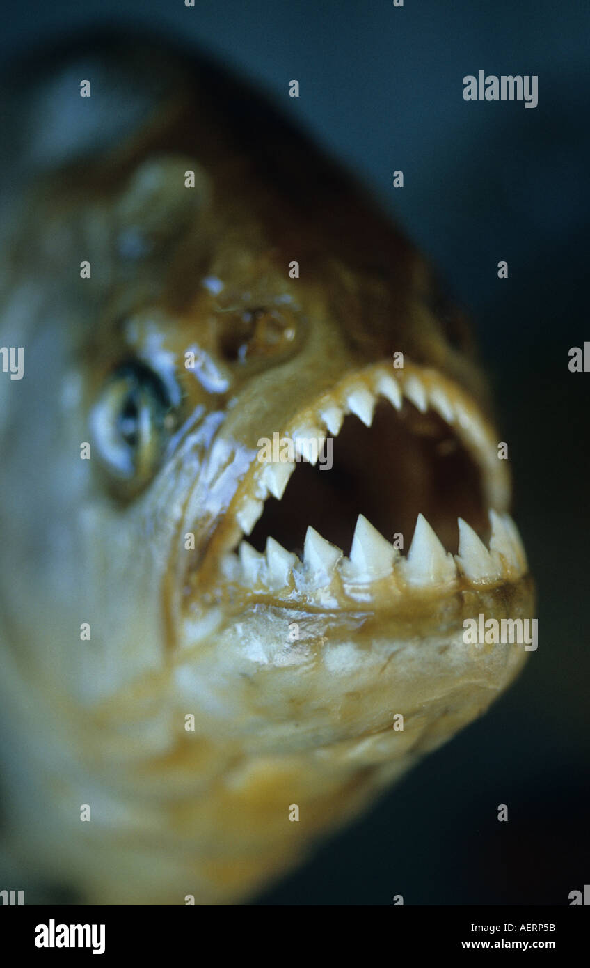 Piranha teeth hi-res stock photography and images - Alamy