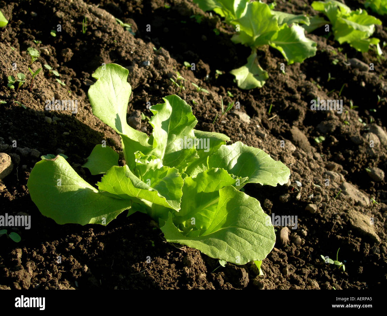 lettuce plant biological Stock Photo - Alamy