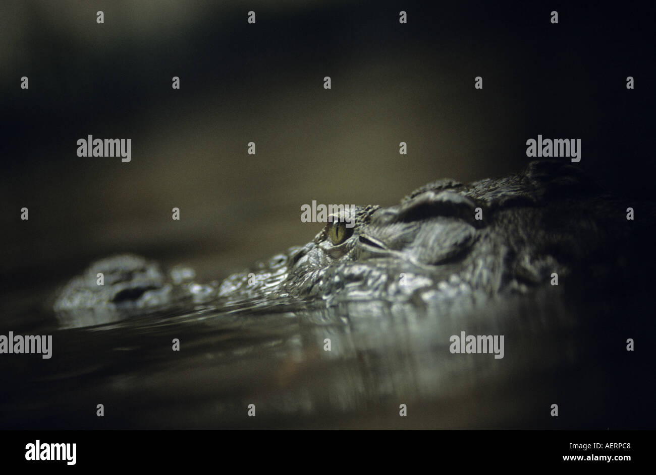 Krokodil symbol hi-res stock photography and images - Alamy