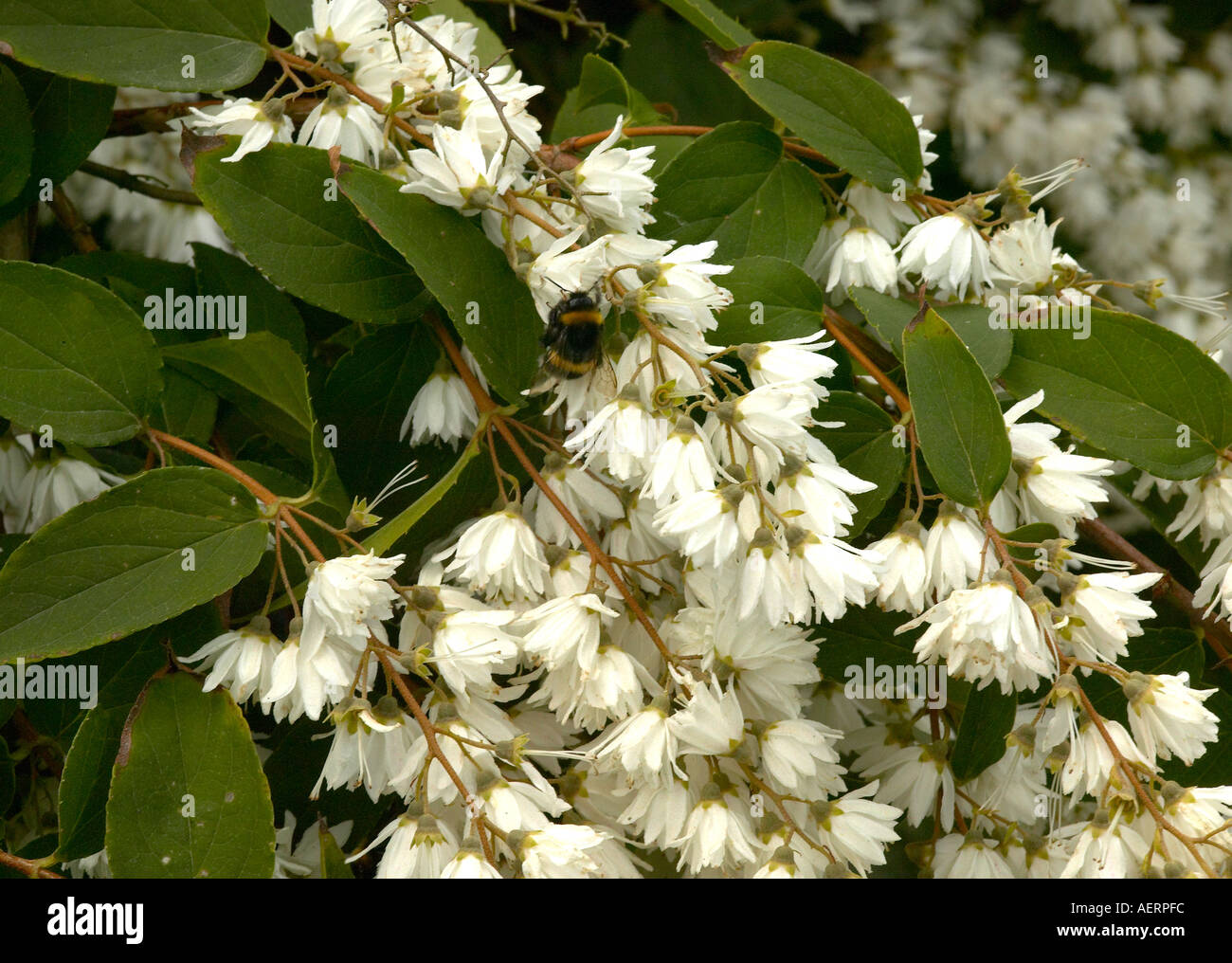 Bee gathering pollen from profusion of white flowers on Deutzia shrub ...