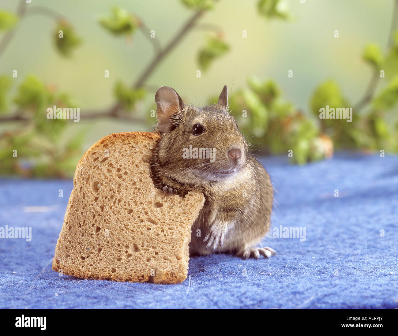 Degu eating a slice of bread Stock Photo - Alamy