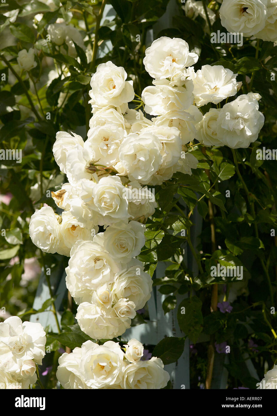 Large profusion of white Rosa Iceberg flowers in bloom in Sussex ...