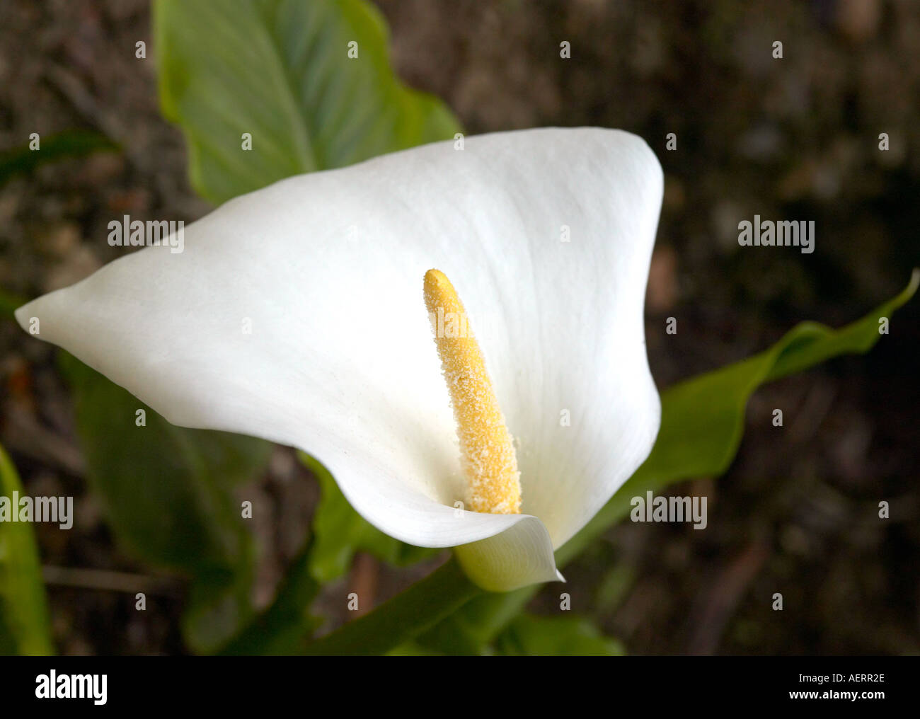Large white Arum Lily with yellow spadix in bloom in an English garden ...