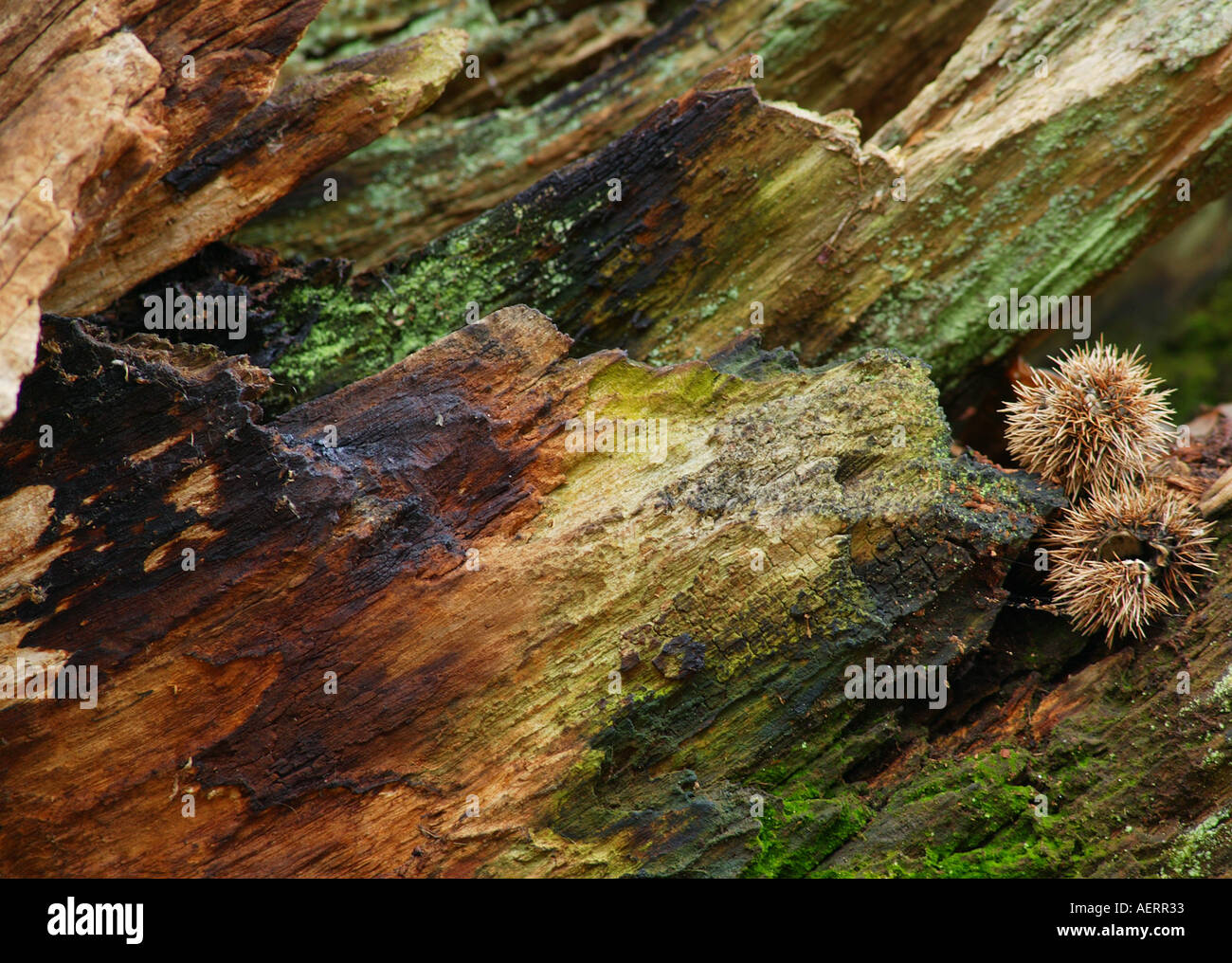 Close-up view of a multi-coloured section of Sweet Chestnut tree ...