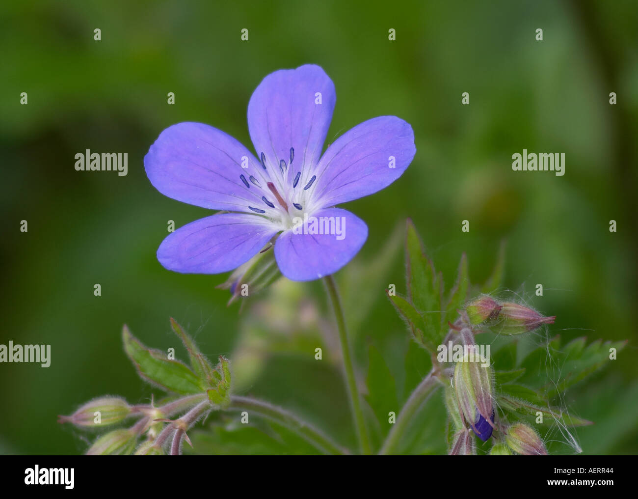 A single blue Meadow Cranesbill (Geranium pratense) plant in bloom ...