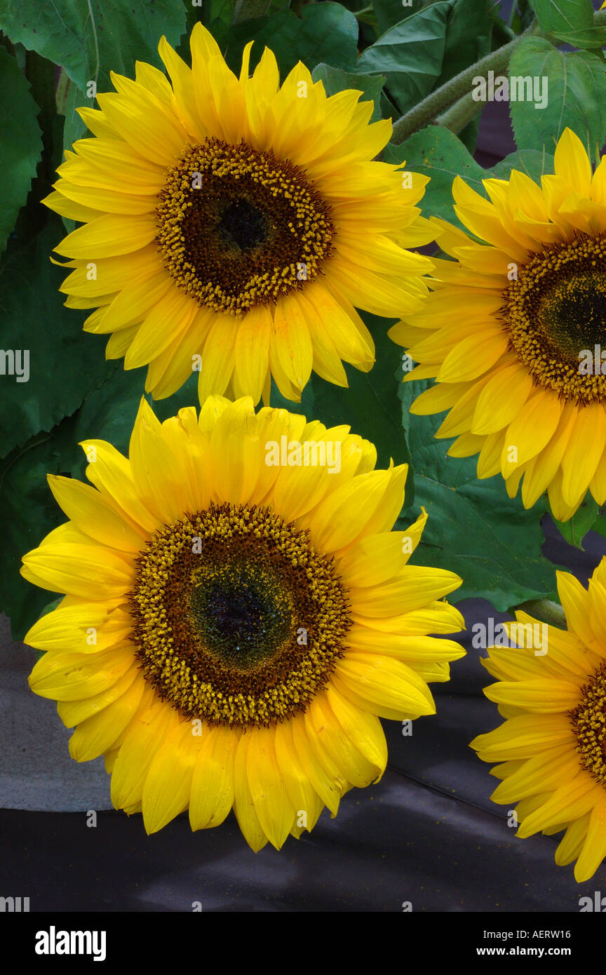 Helianthus Procut Lemon Stock Photo - Alamy