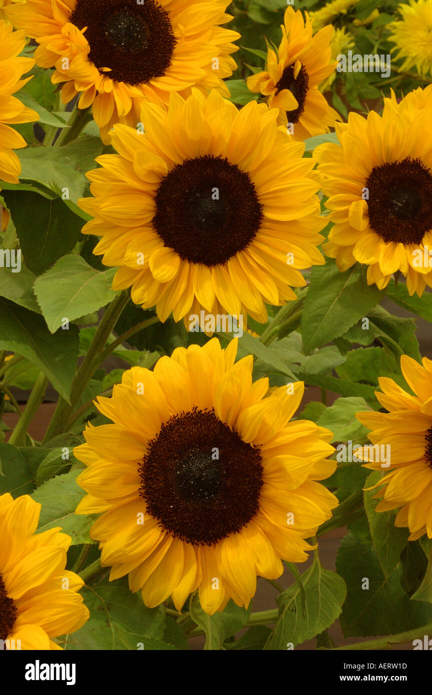 Helianthus Sunrich Orange Stock Photo - Alamy
