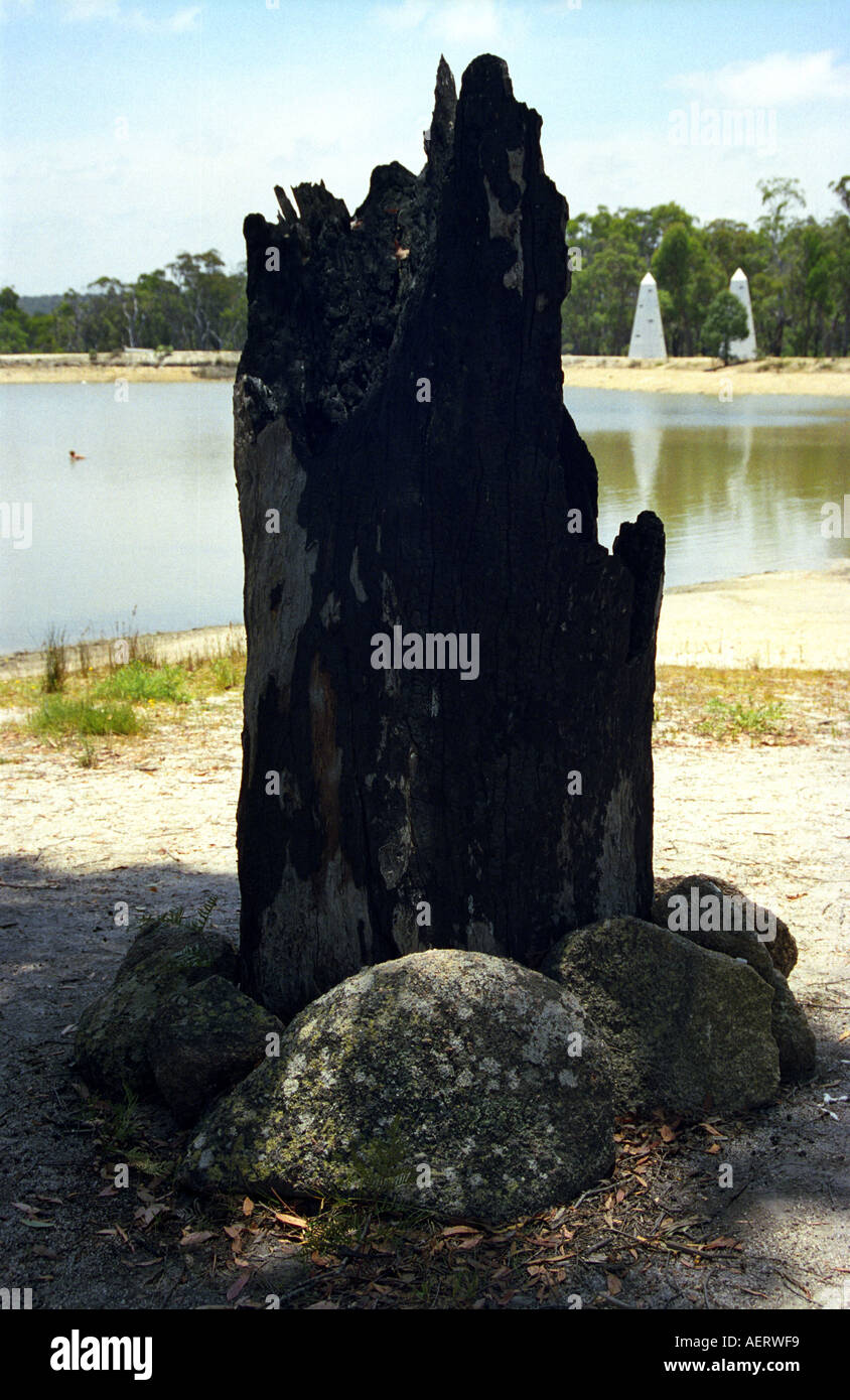 the lake burnt tree stump and rocks at exedous psy trance festival bald ...