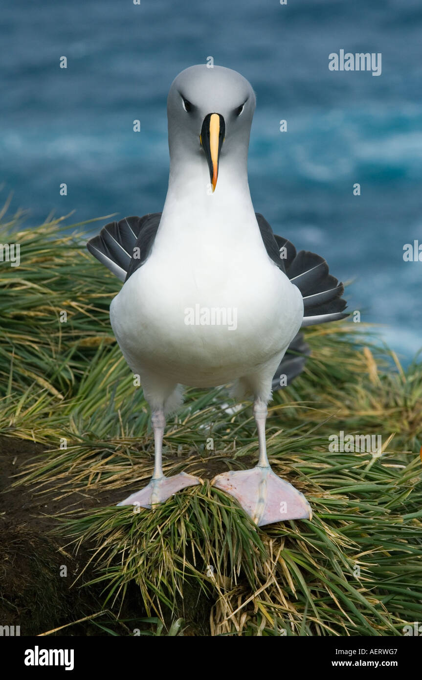 Grey-headed Albatross (Thalassarche chrysostoma) Bird Island, South ...