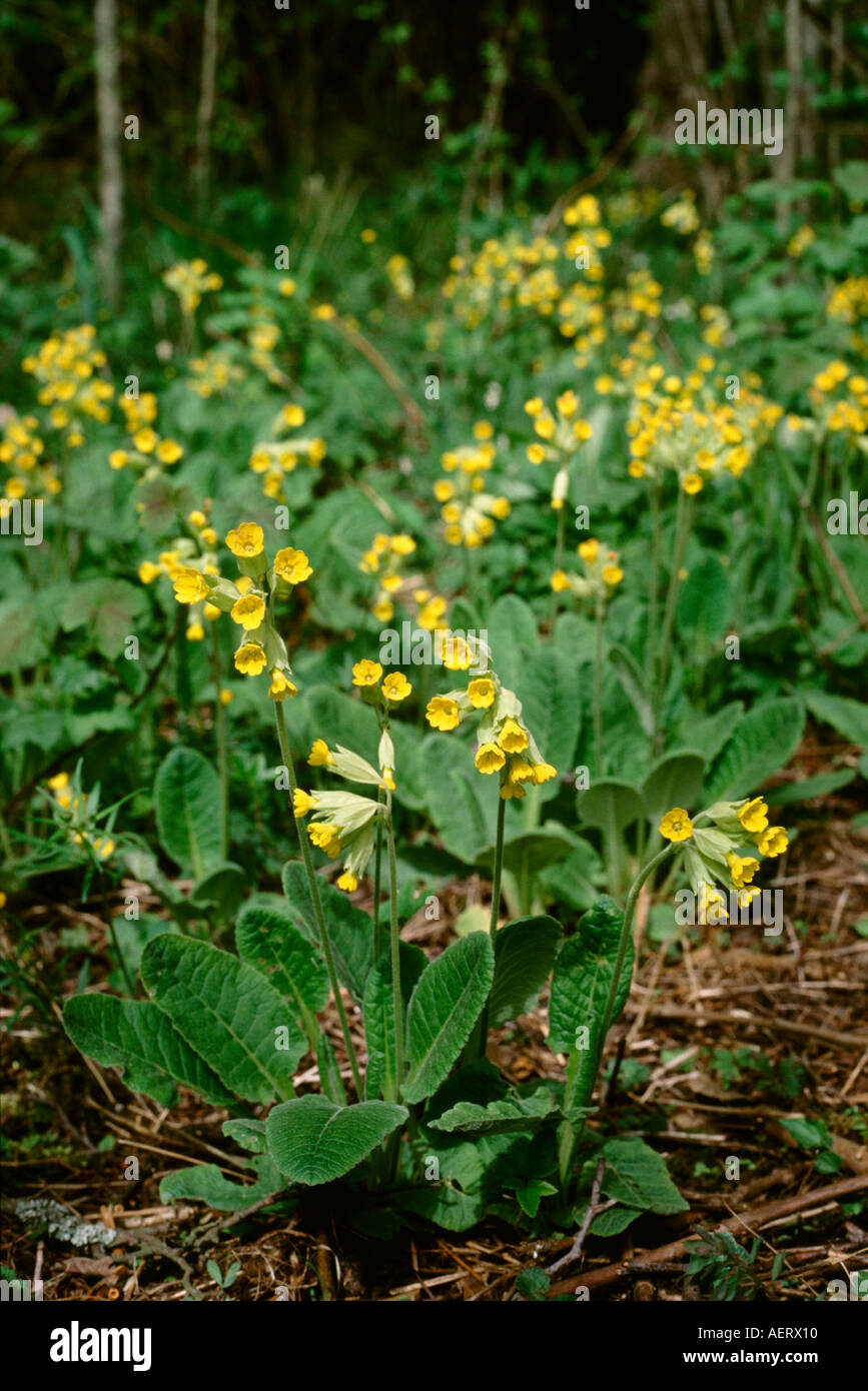 Vivor hi-res stock photography and images - Alamy