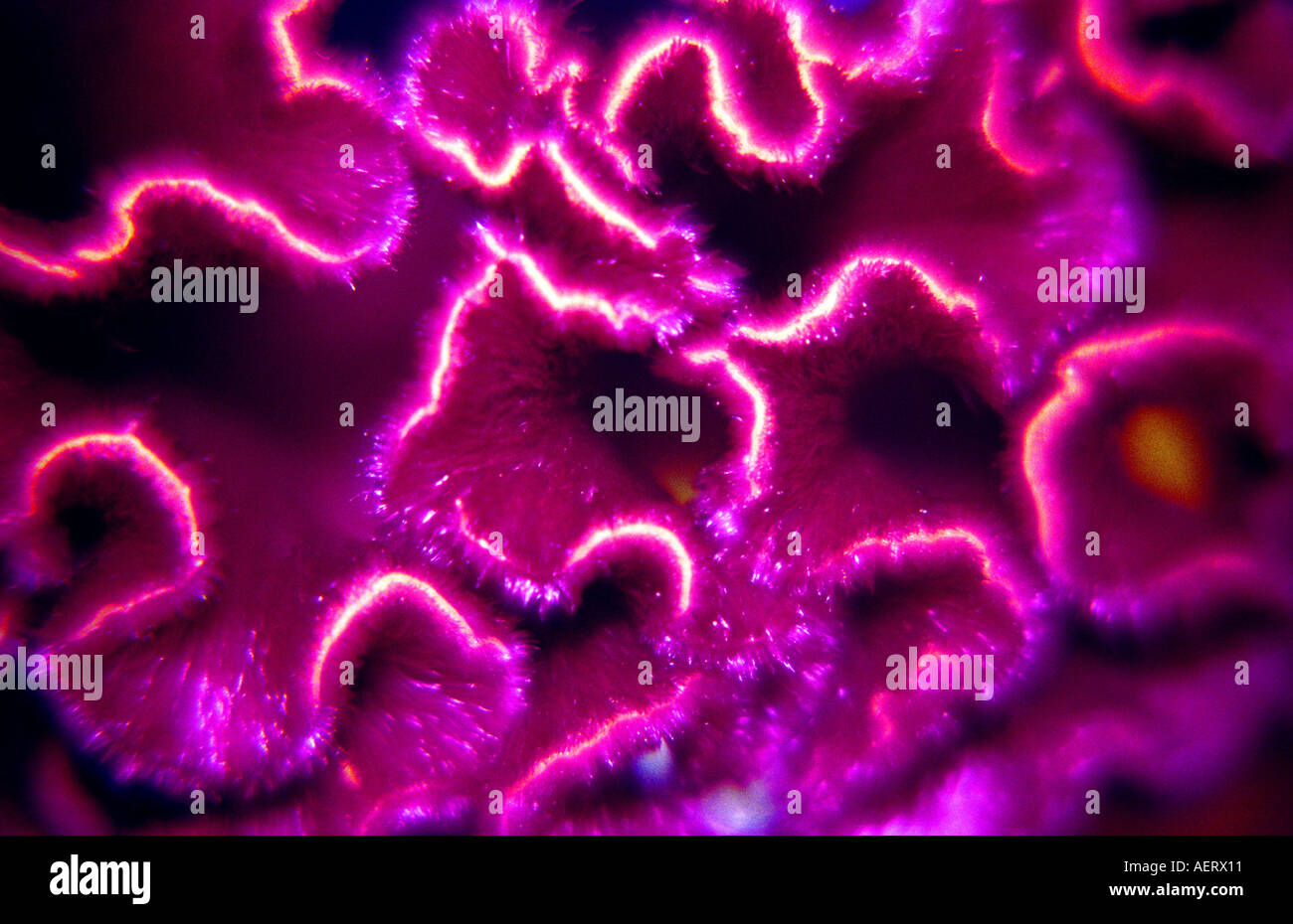 Purple brain hi-res stock photography and images - Alamy