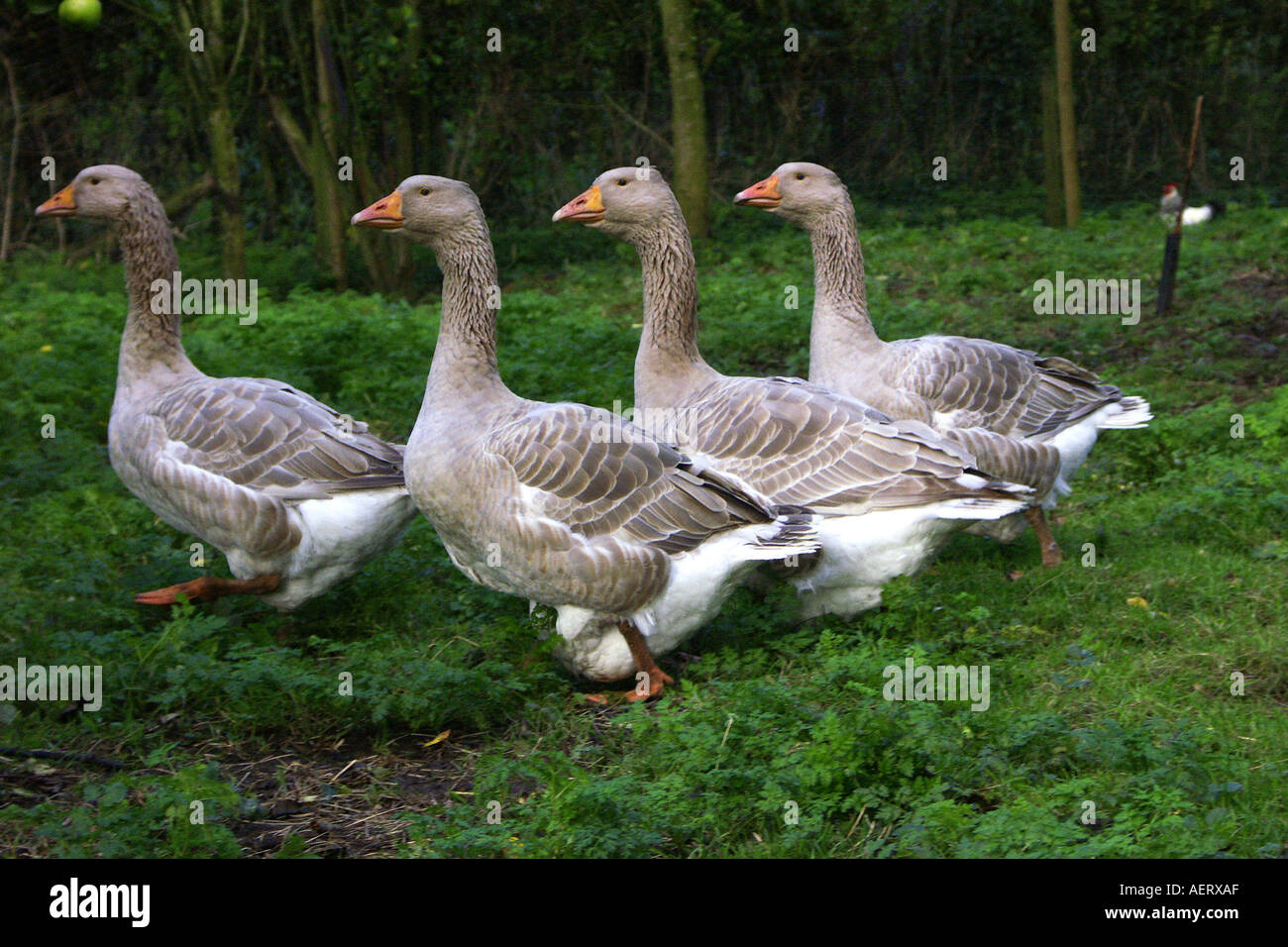 four geese in their pen all huddled together walking with a humorous ...