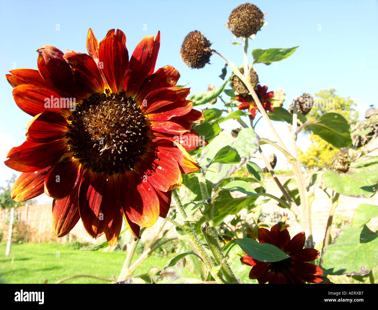 a sunny red and yellow sunflower in a old fashioned secret english ...