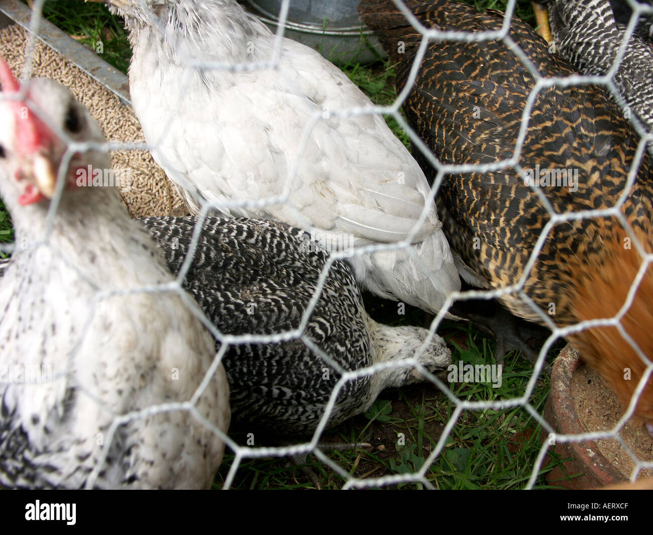English farmhouse and animals hi-res stock photography and images - Alamy