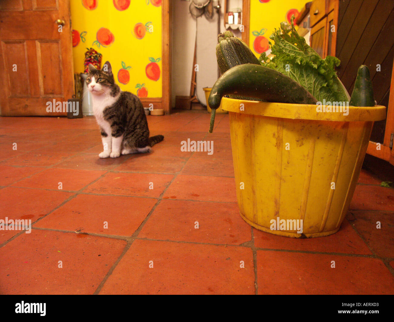 a tortoise shell cat sits in the middle of a english country kitchen ...