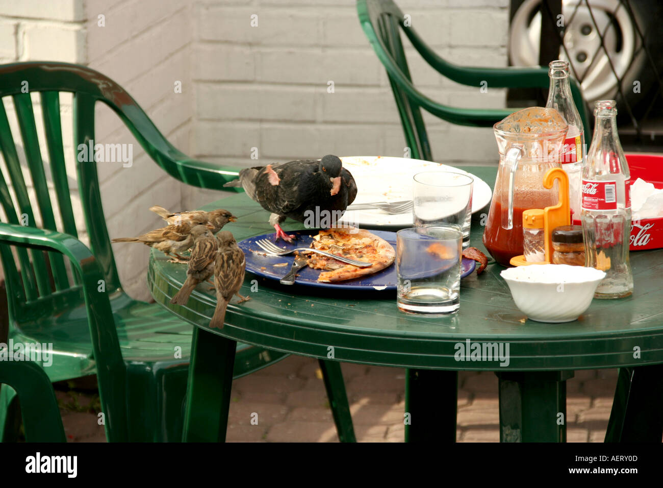 A pigeon and sparrows eating remains of pizza Stock Photo - Alamy