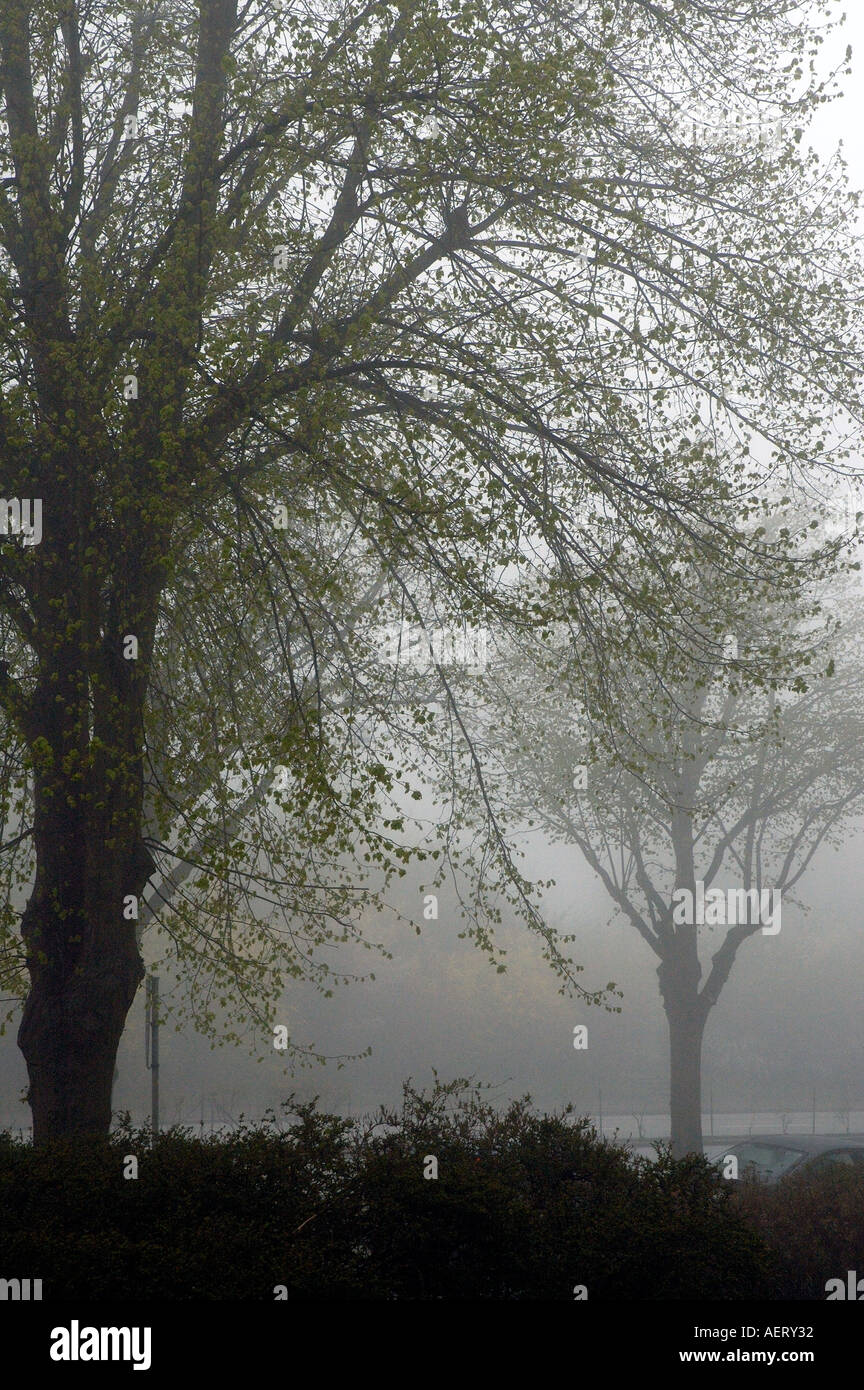 Trees in mist Stock Photo - Alamy
