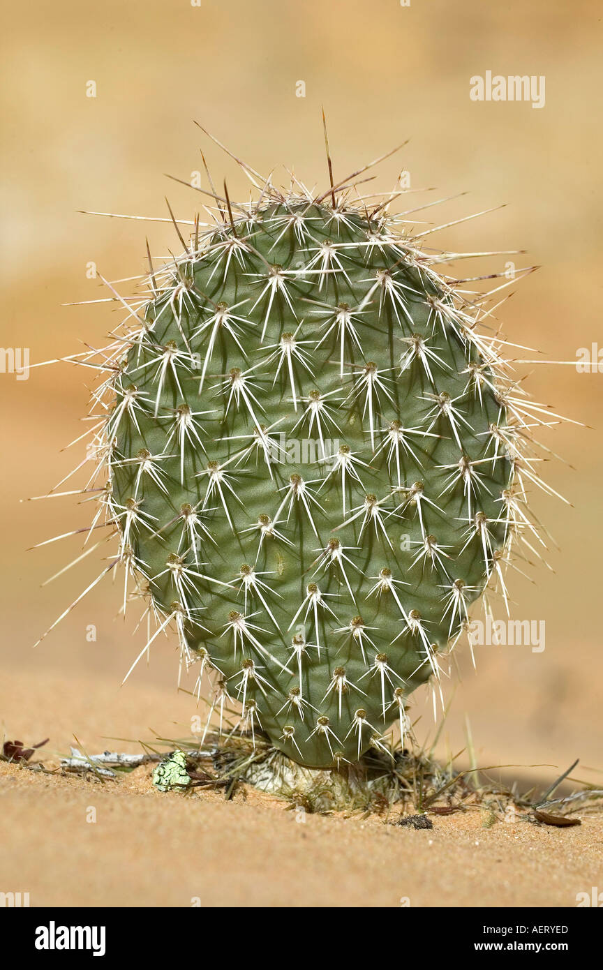 Utah Arizona USA Cactus Stock Photo - Alamy