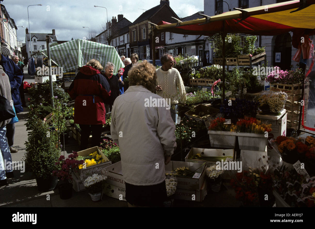 raptor barn owl Bird of prey wales cymru bird Owl Powys all Stock Photo ...