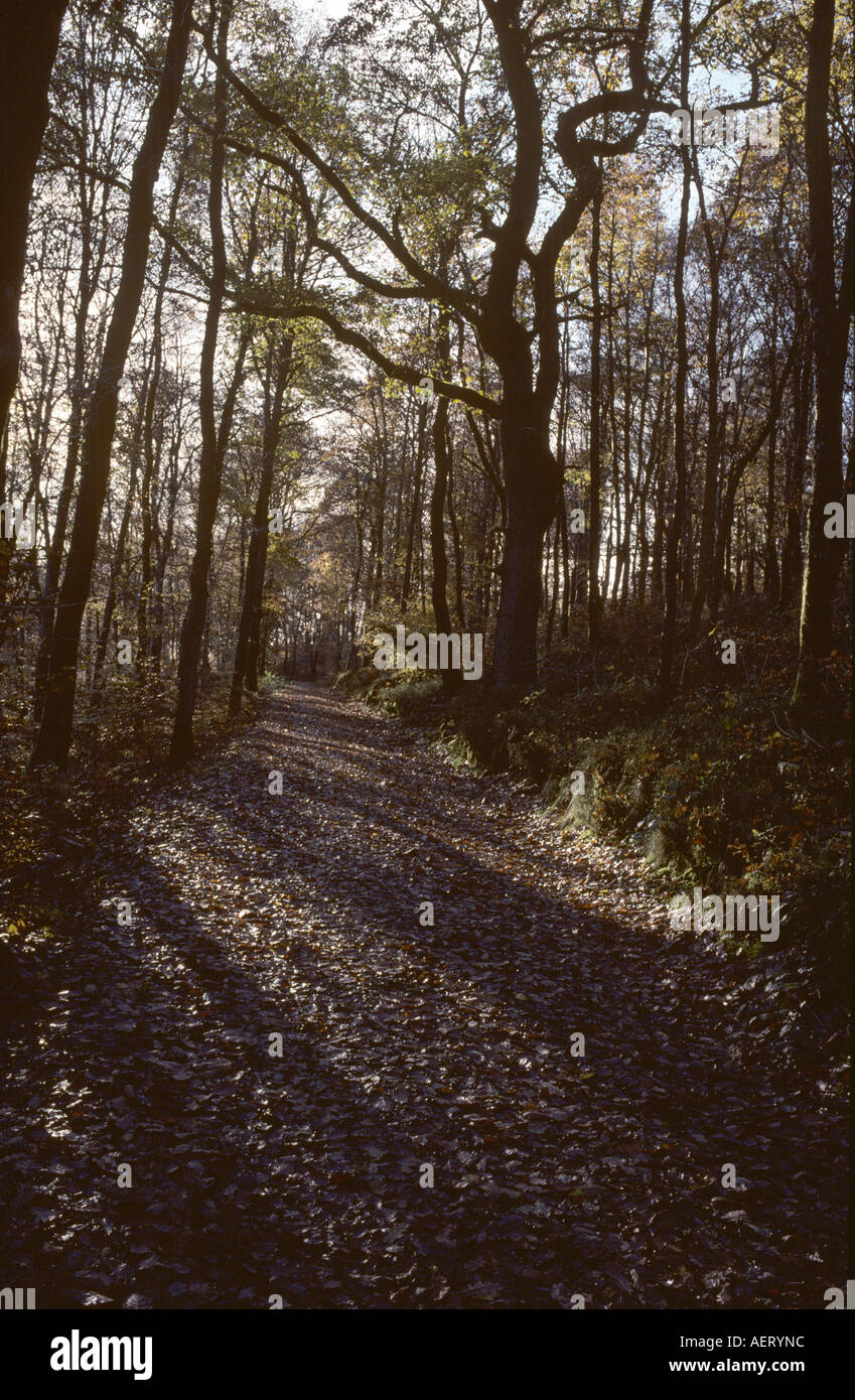 Llanidloes winter hi-res stock photography and images - Alamy