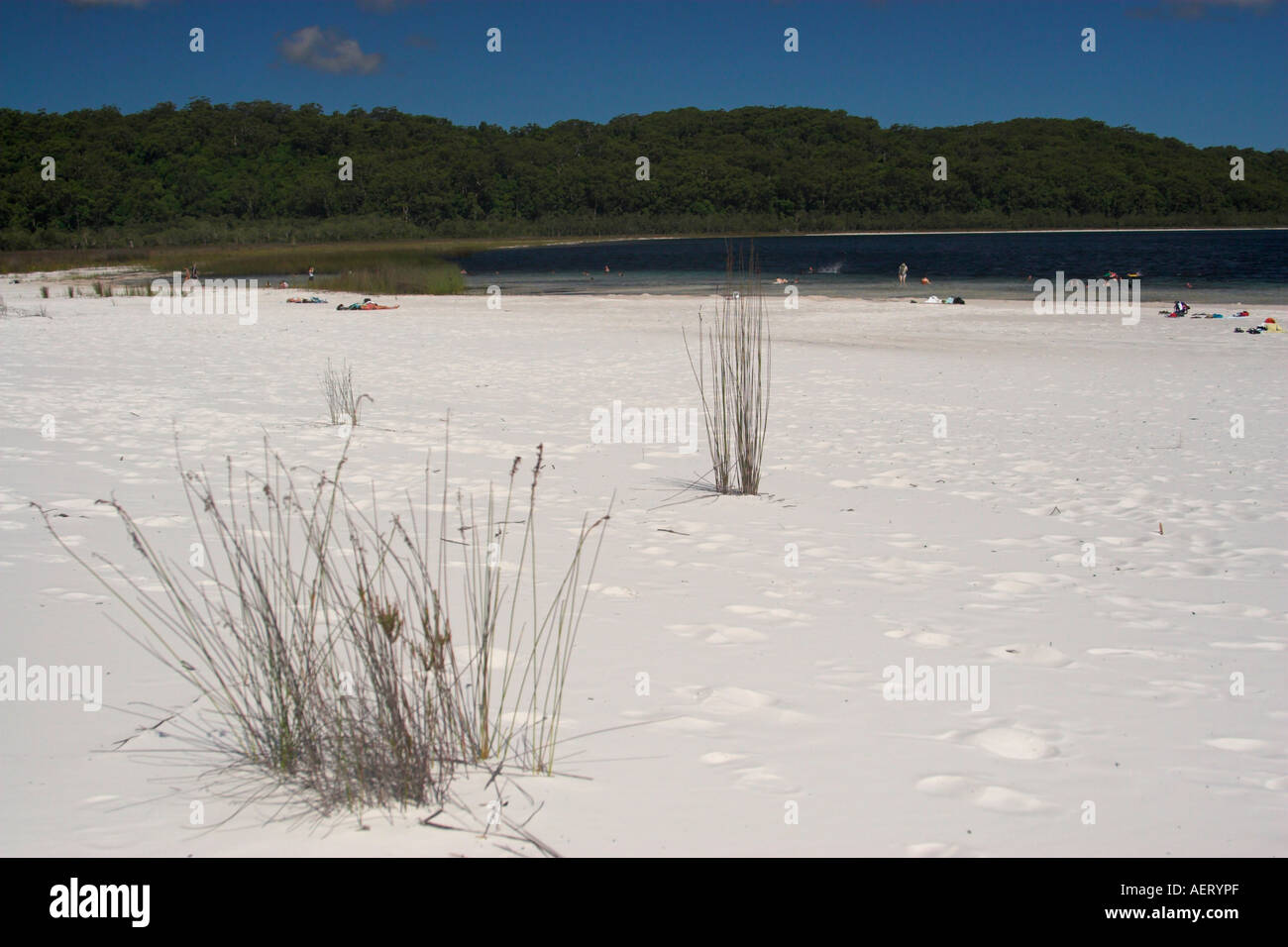 Lake Birrabeen Fraser Island Queensland Australia Stock Photo - Alamy