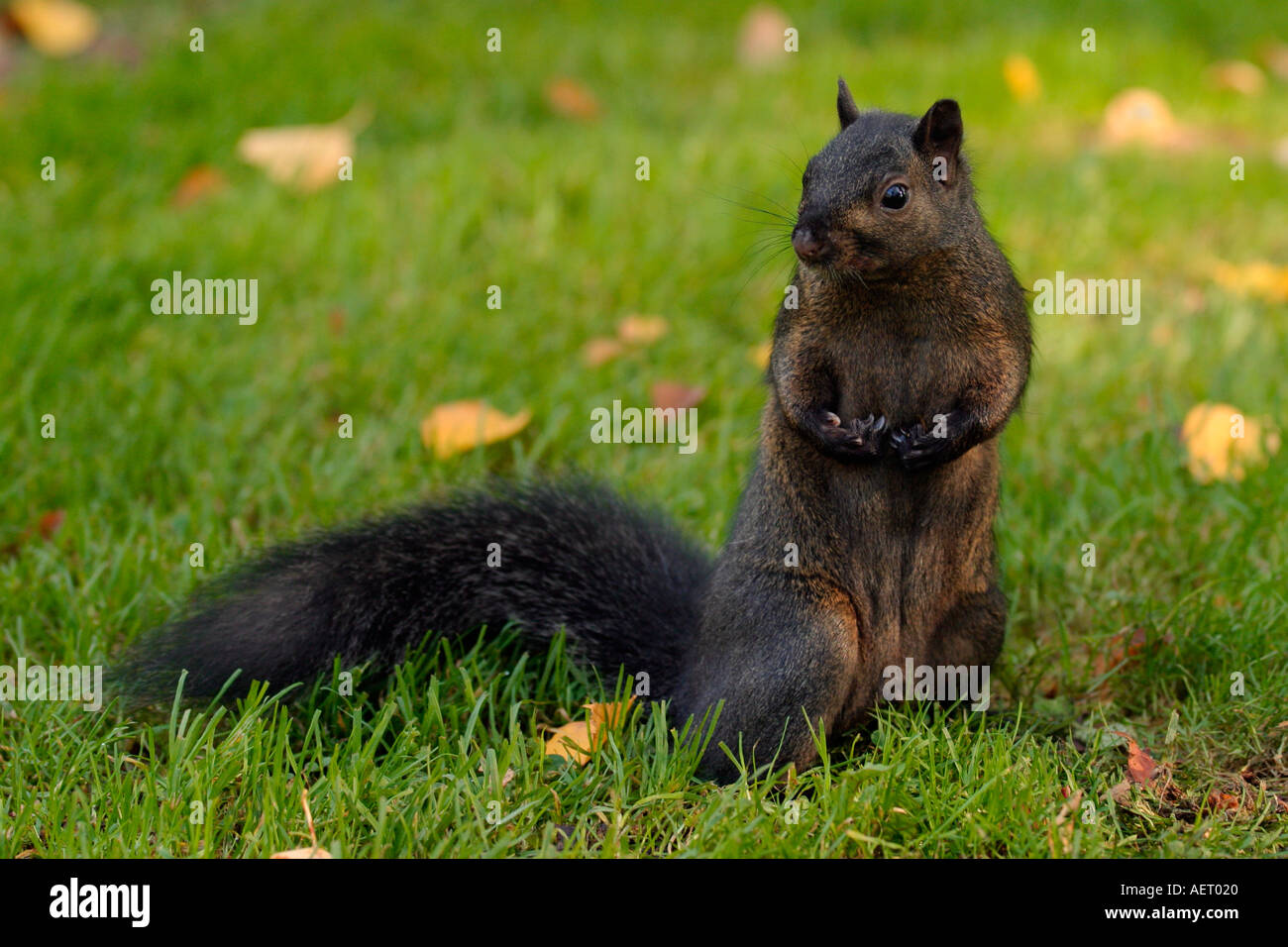 Black Squirrel standing at attention- subspecies of grey squirrel Stock ...