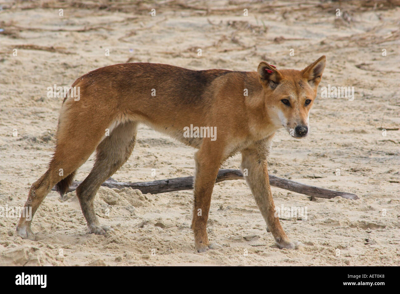 Dingo on Fraser Island Queensland Australia Stock Photo - Alamy