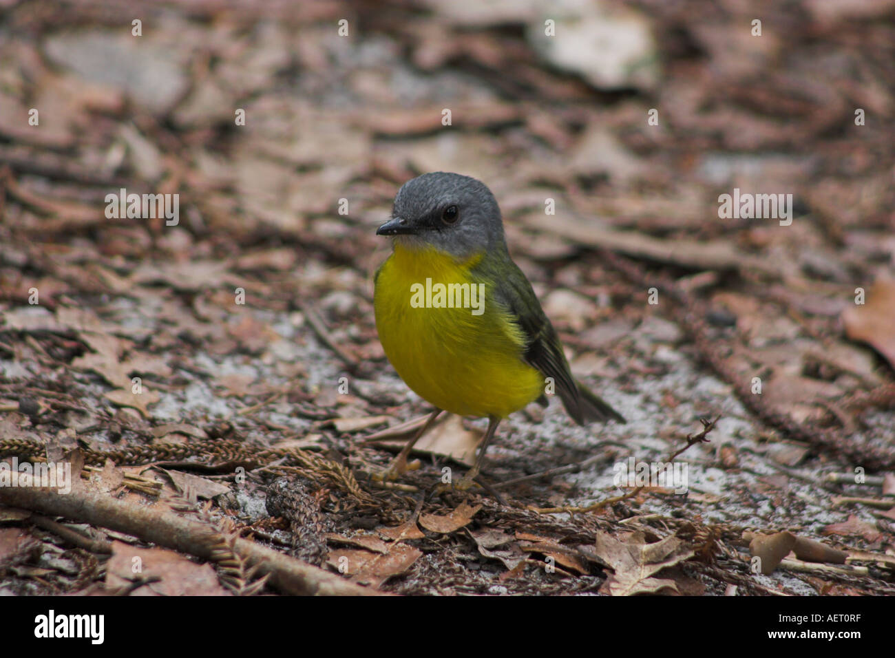 Eastern Yellow Breasted Robin near Allom Lake Fraser Island Queensland ...