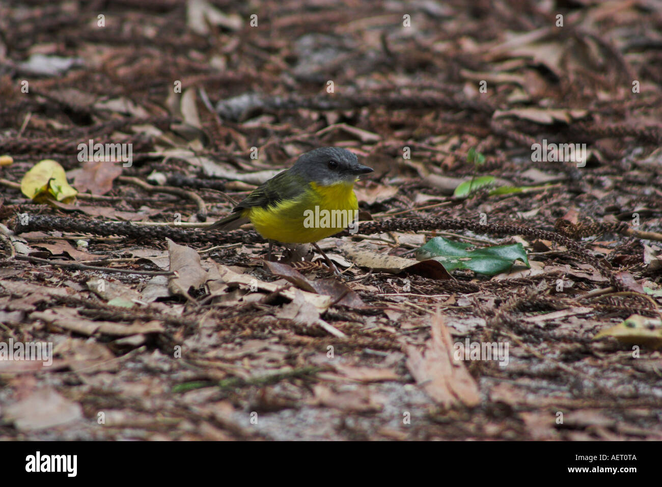 Robin fraser hi-res stock photography and images - Alamy