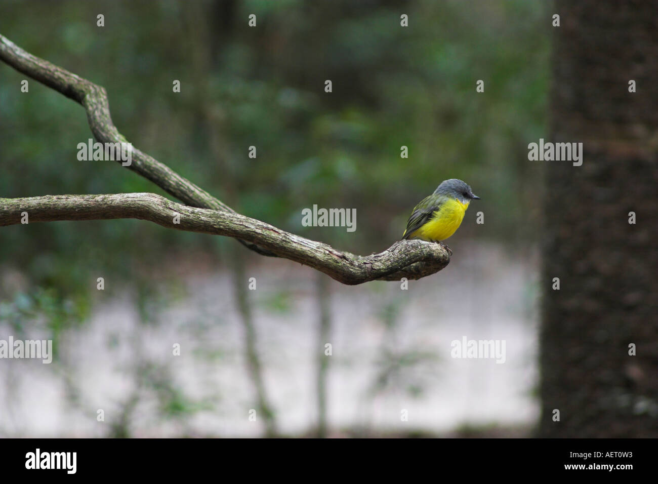 Eastern Yellow Breasted Robin near Allom Lake Fraser Island Queensland ...