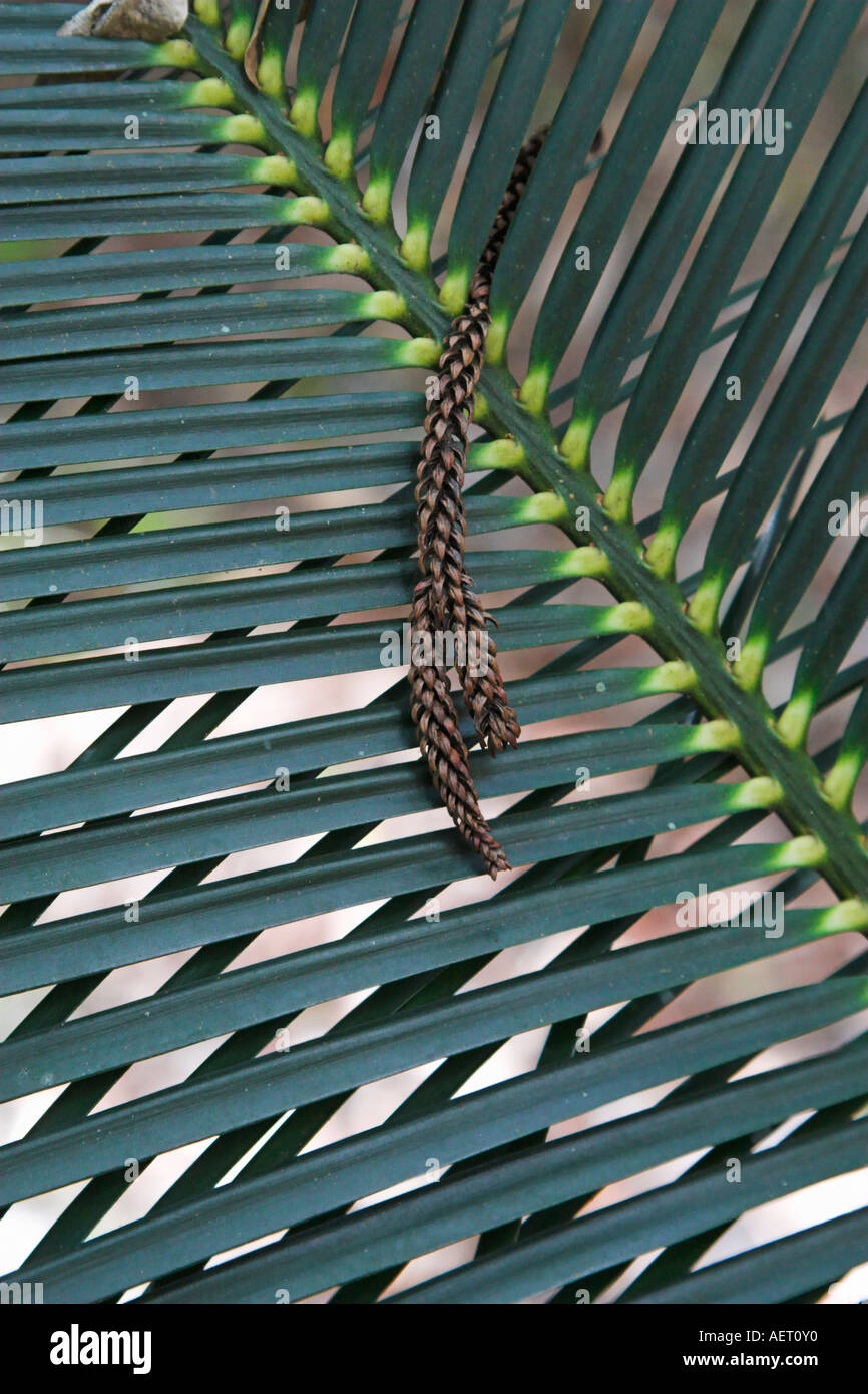 Frond patterns at Allom Lake Fraser Island Queensland Australia Stock ...
