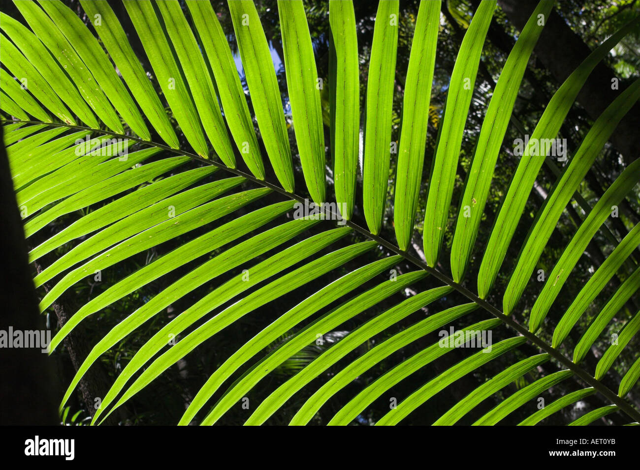 Backlit fronds at Allom Lake Fraser Island Queensland Australia Stock ...