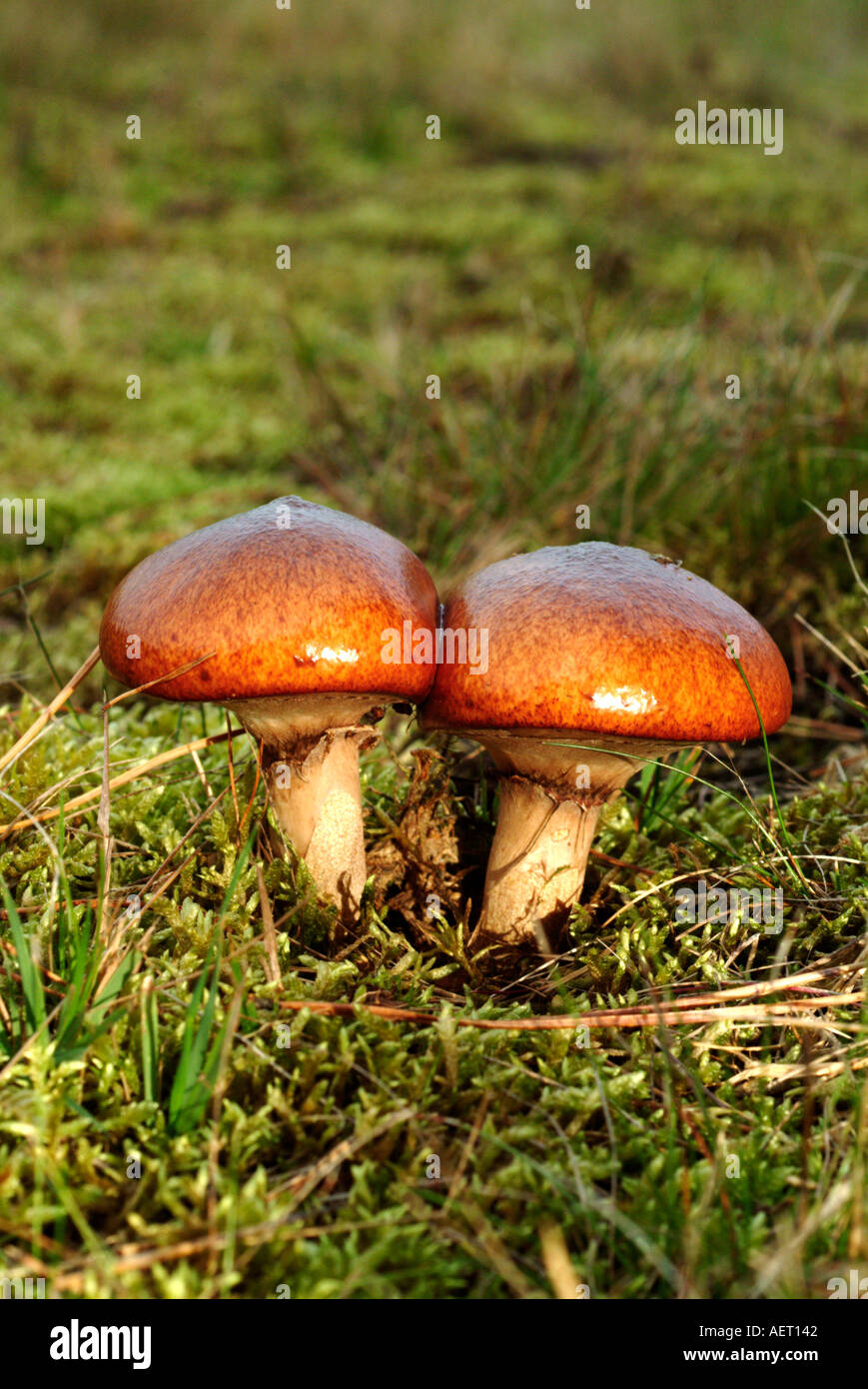 edible fungus bay bolete xerocomus badius in woodland Theford Forest ...