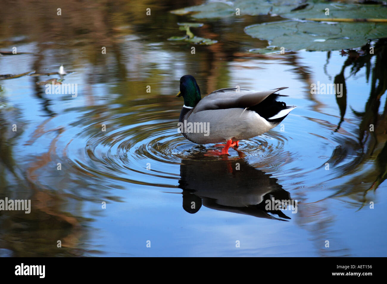 Barbara duck hi-res stock photography and images - Alamy