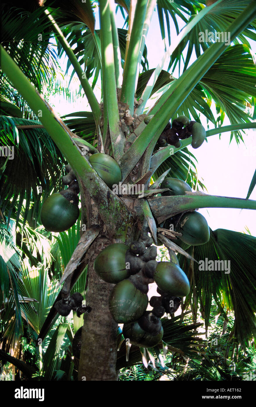 coco de mer Lodoicea maldivica forestry of praslin national park ...