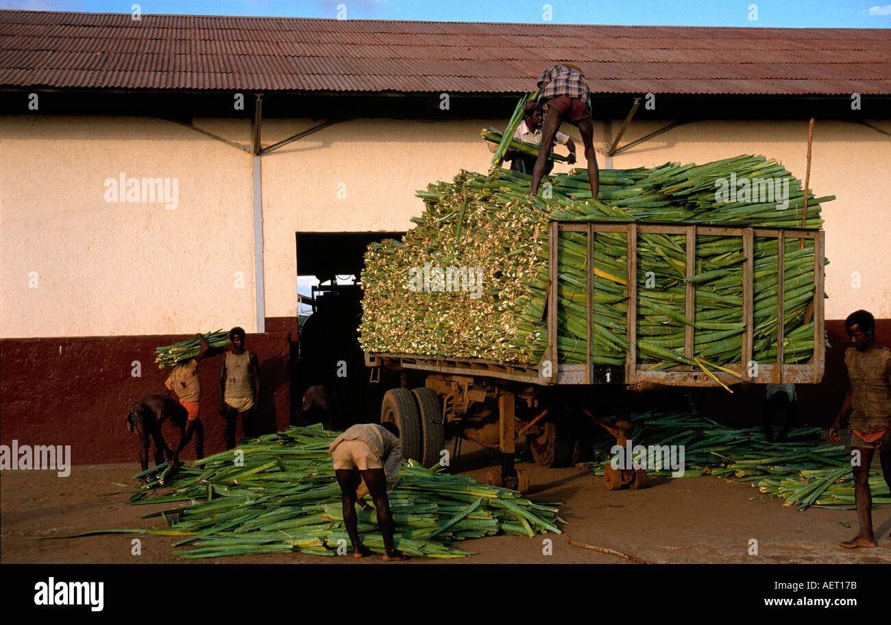 carrying sisal plants into factory near village of berenty madagascar ...