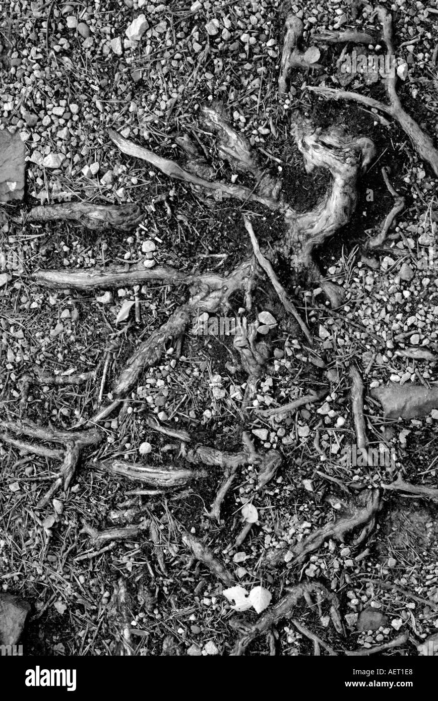 Tree on earth Black and White Stock Photos & Images - Alamy