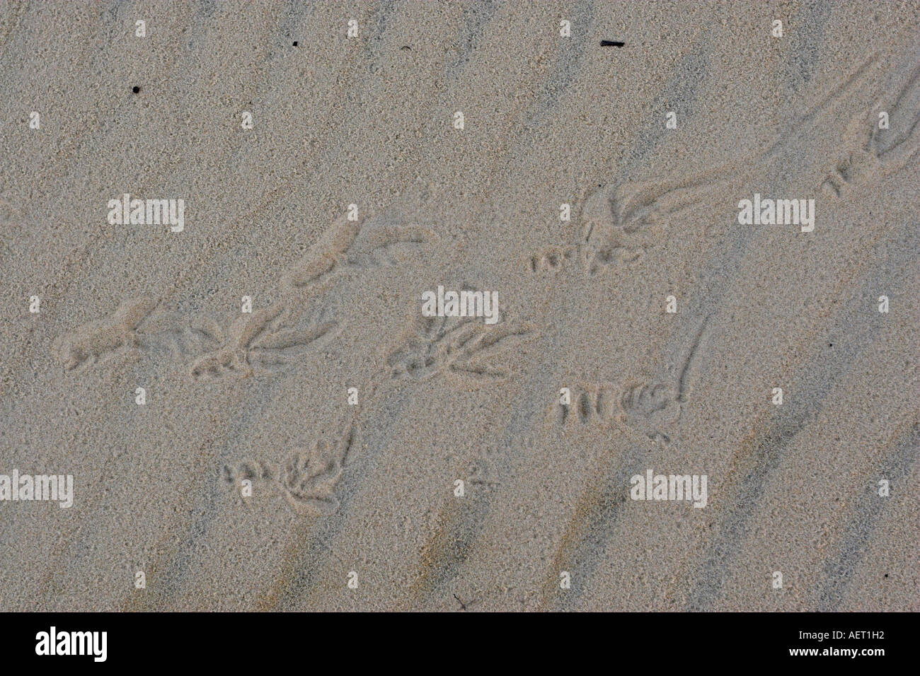 Goanna footprints in the sand Fraser Island Queensland Australia Stock ...