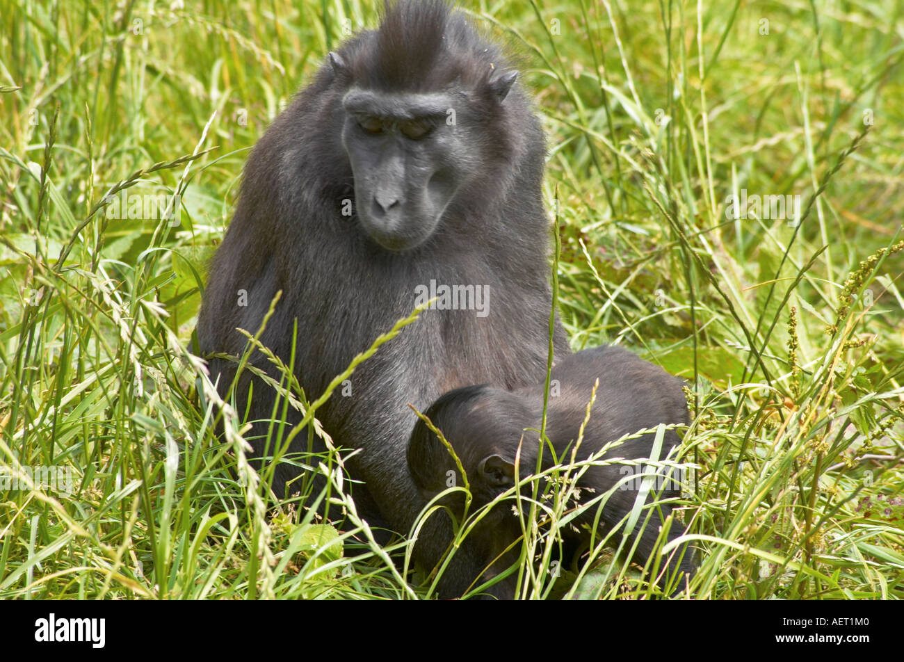 Spirited species hi-res stock photography and images - Alamy