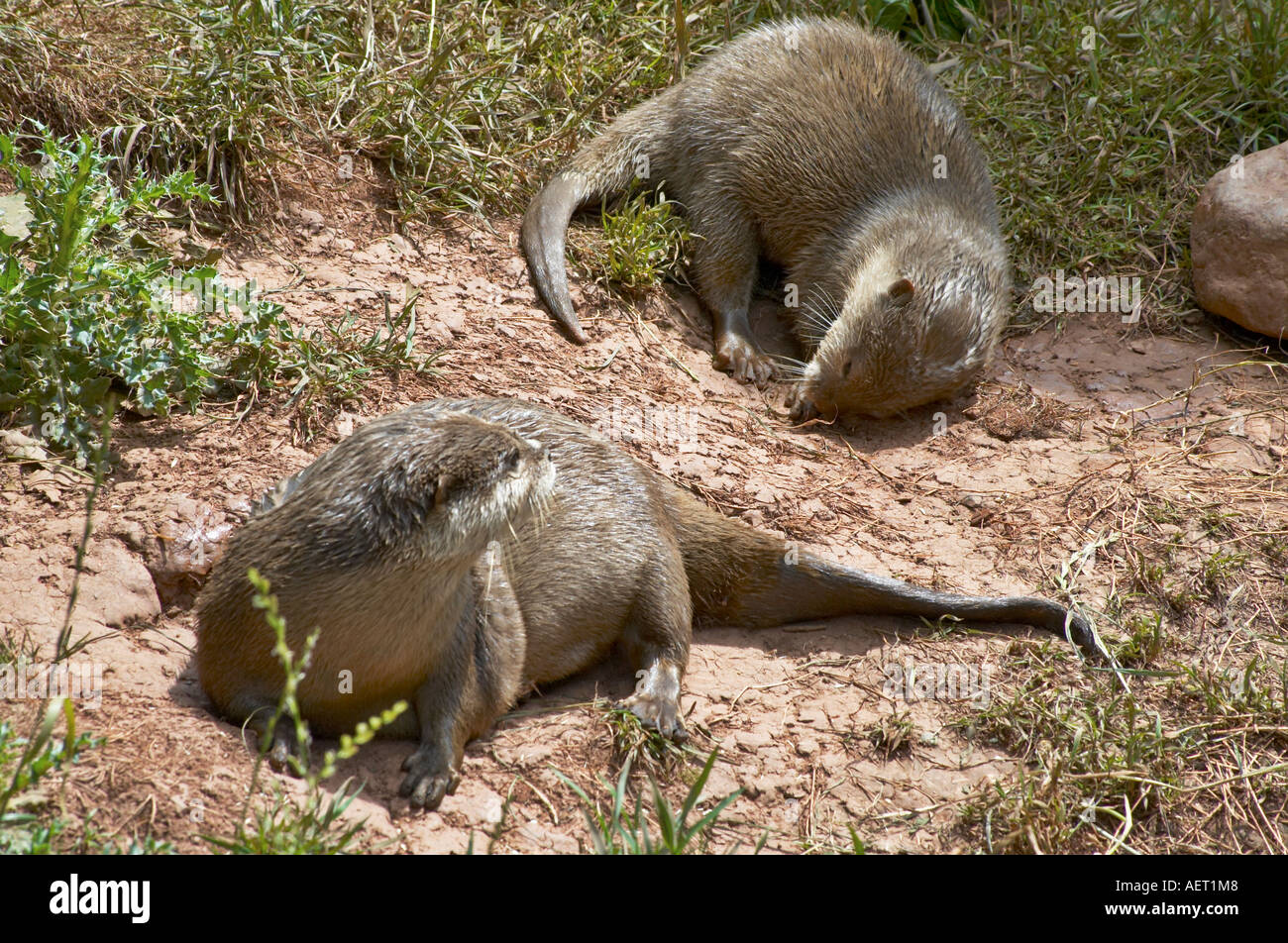 Indonesian otter hi-res stock photography and images - Alamy