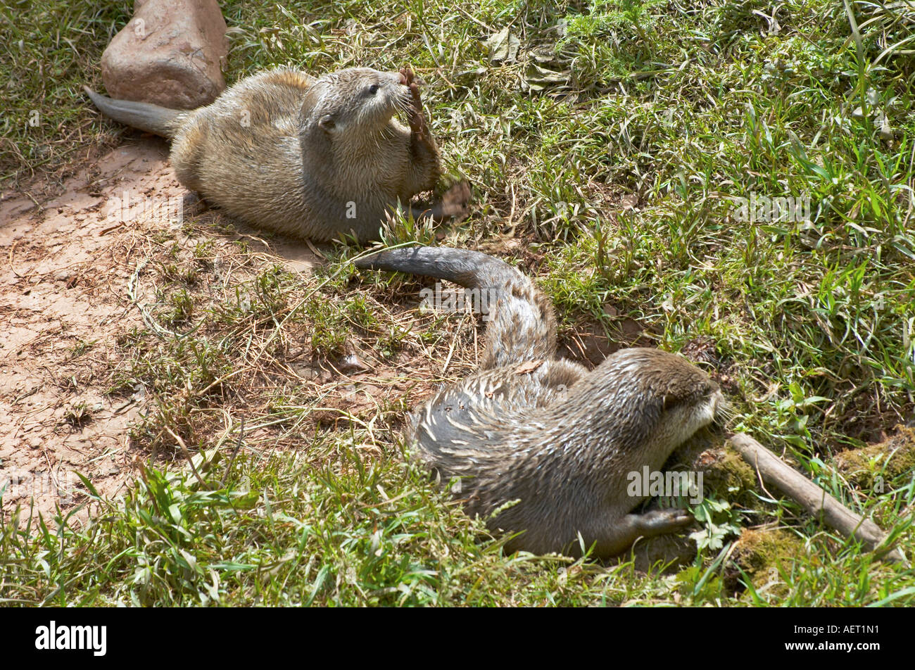 Indonesian otter hi-res stock photography and images - Alamy