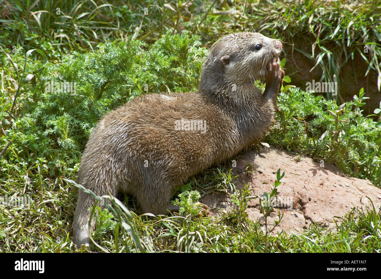 Indonesian otter hi-res stock photography and images - Alamy