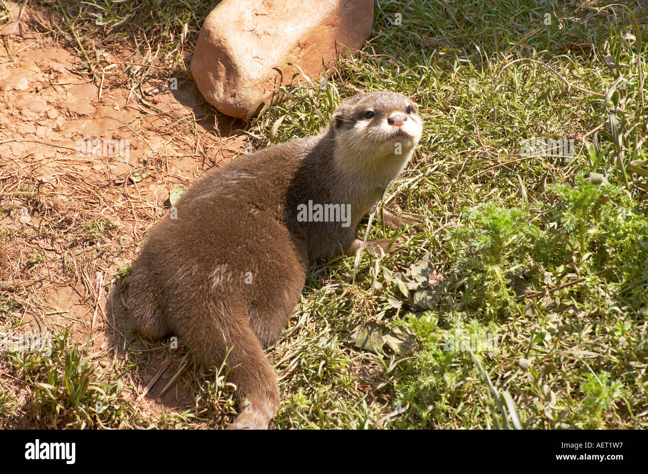 Indonesian otter hi-res stock photography and images - Alamy